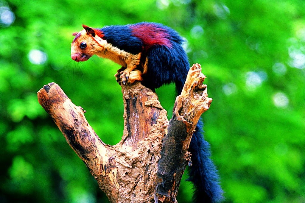Kerala Wild Life - Green Haven Tours